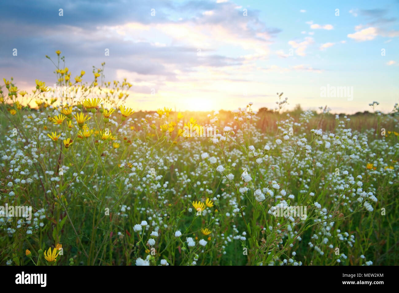Wildflowers at sunset hi-res stock photography and images - Alamy