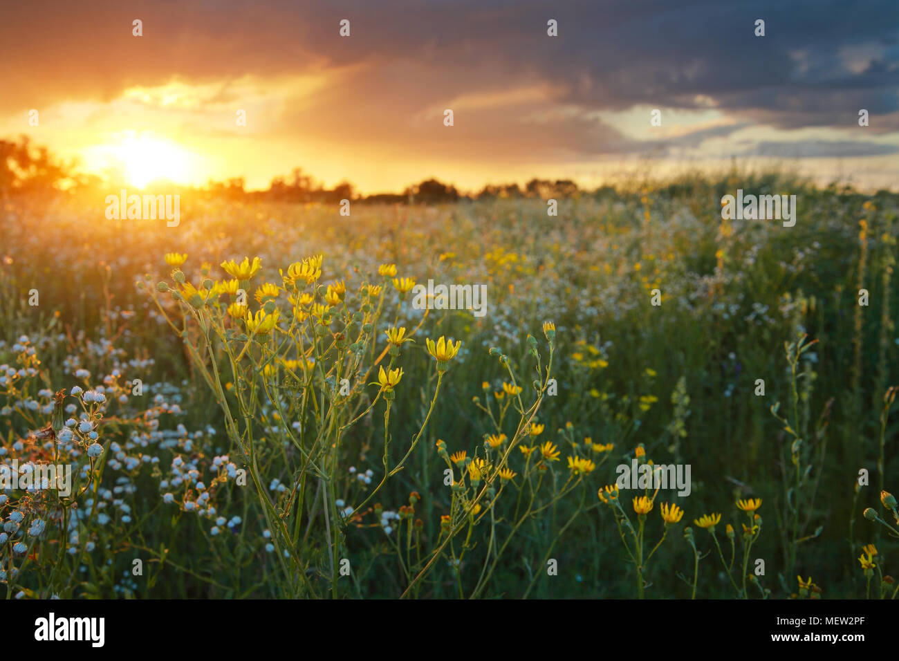 Wildflowers at sunset hi-res stock photography and images - Alamy