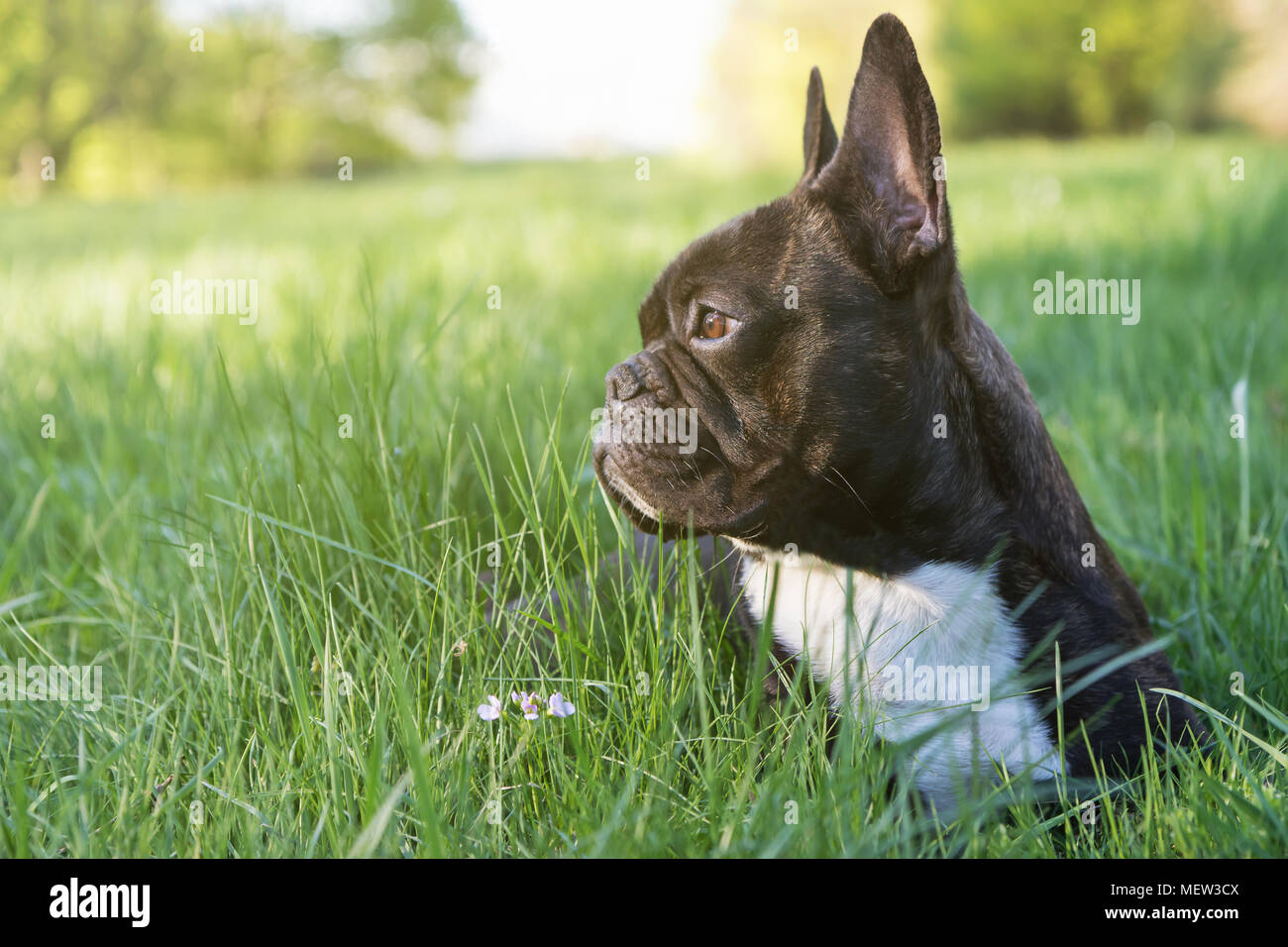 Side view french bulldog in hi-res stock photography and images - Alamy