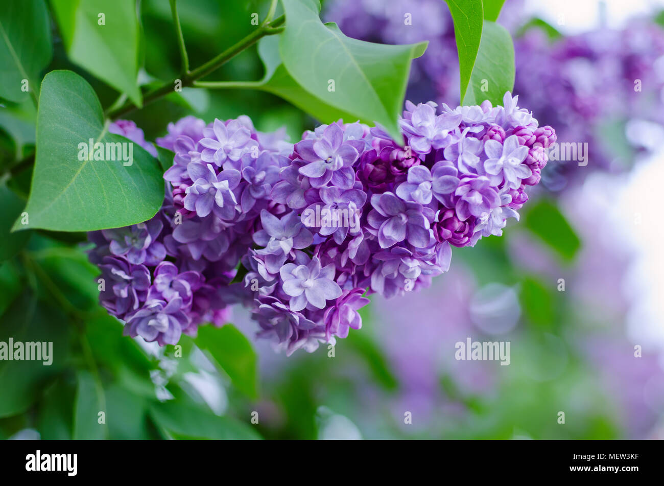 Spring lilac flowers Stock Photo - Alamy