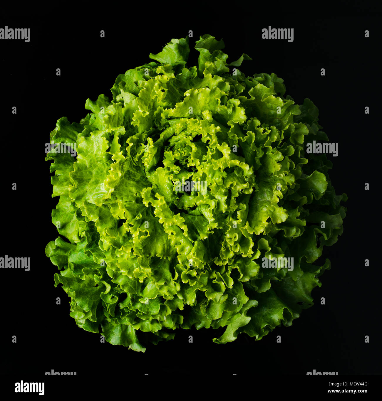 Curly green lettuce Stock Photo - Alamy
