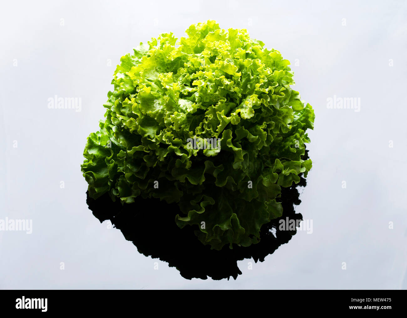 Curly green lettuce Stock Photo - Alamy