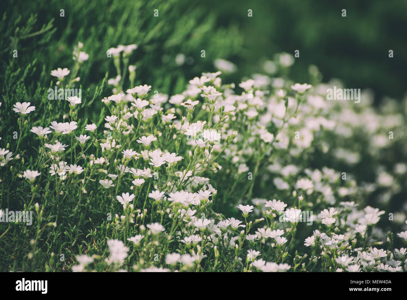 White spring flowers Stock Photo - Alamy