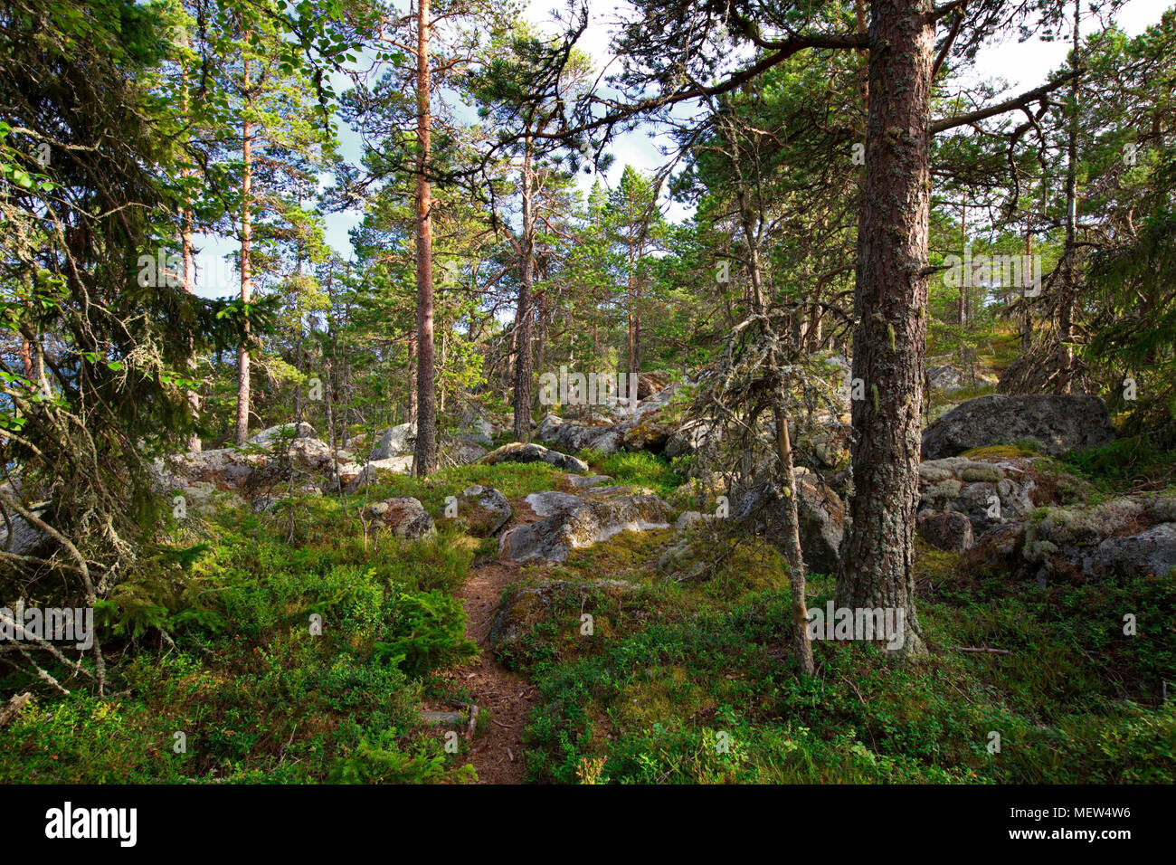 A forest path is leading over rocky ground through coastal pine forest ...