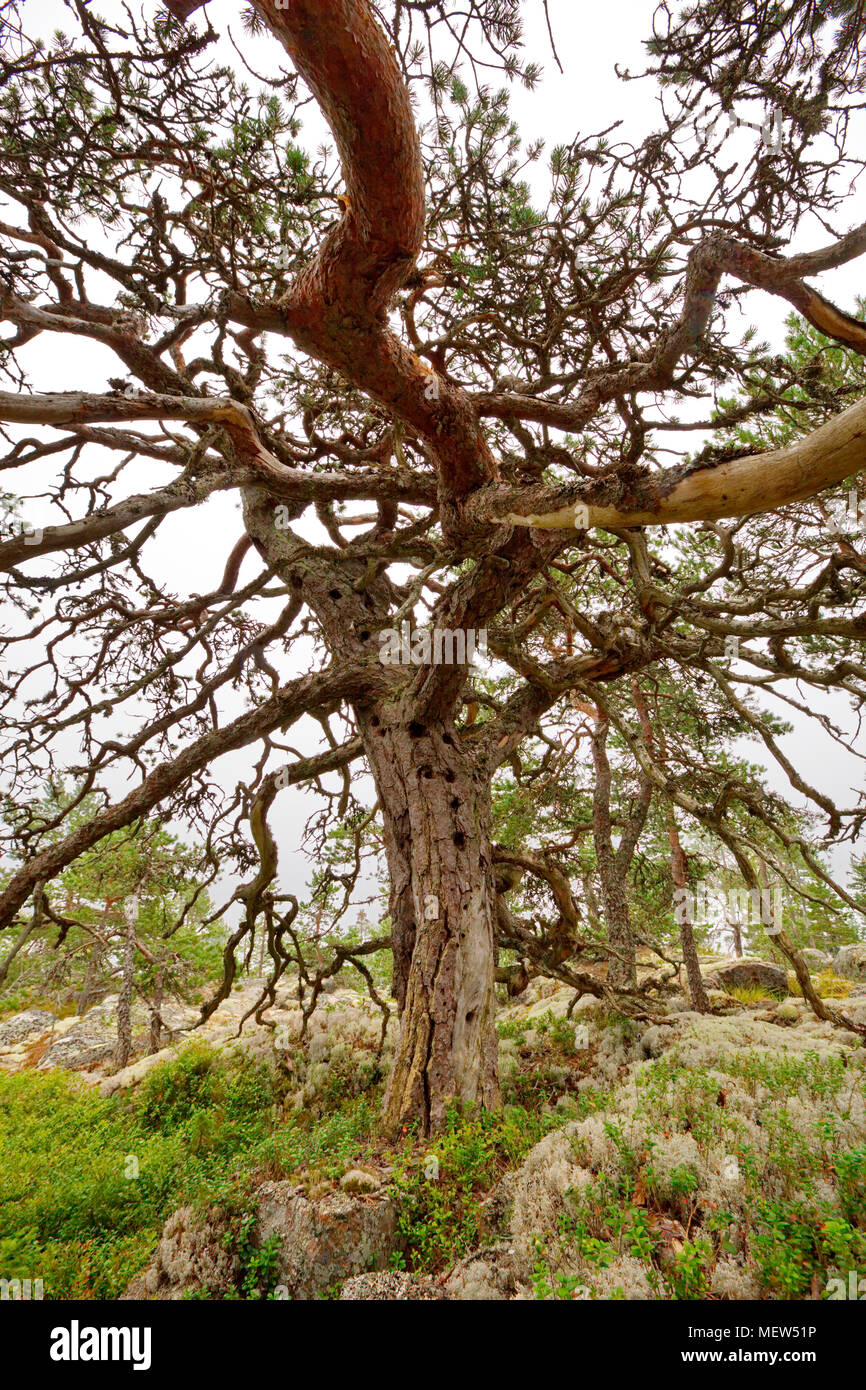 A gnarled old weather-worn pine tree with lots of woodpecker holes is ...