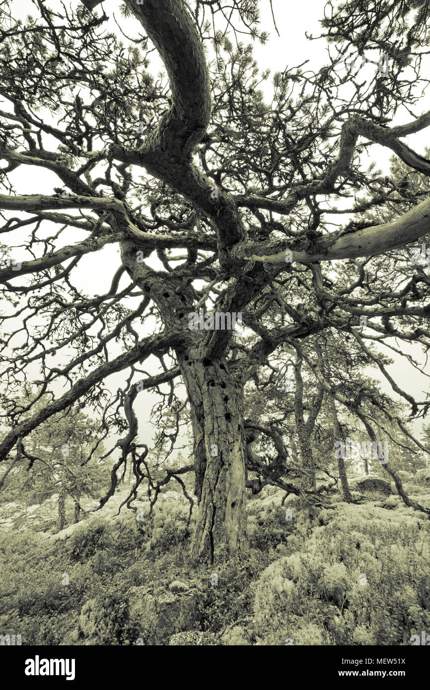 Pine trees pinus on coast hi-res stock photography and images - Alamy