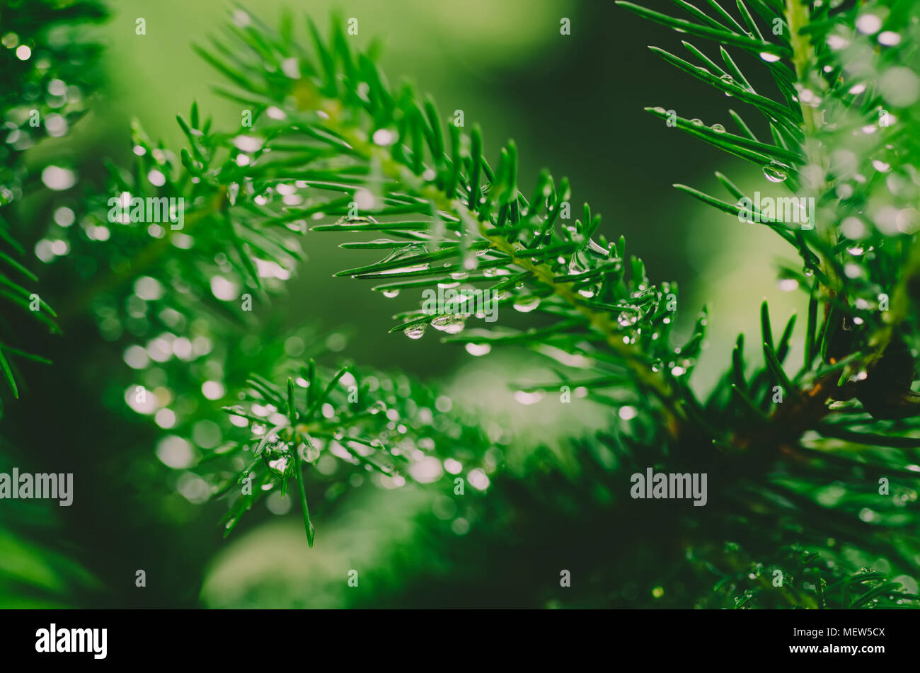 Wet pine tree Stock Photo - Alamy