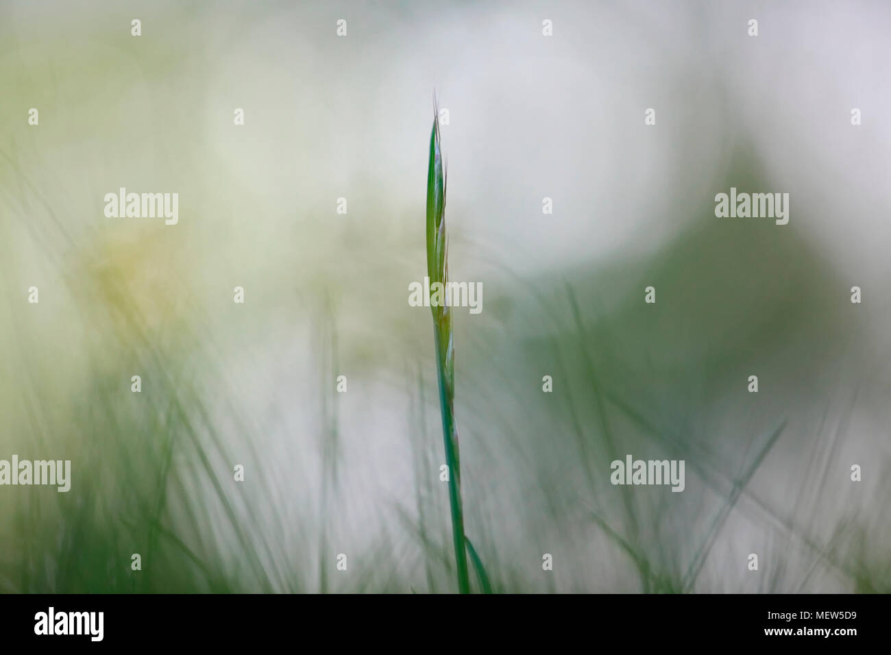 A single blade of green grass is standing out in a meadow Stock Photo ...