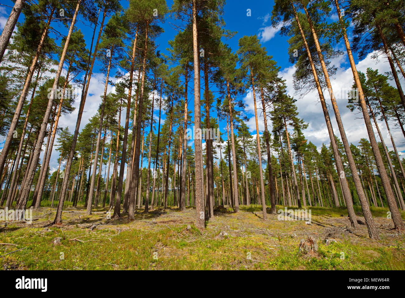 Wide shot forest hi-res stock photography and images - Alamy