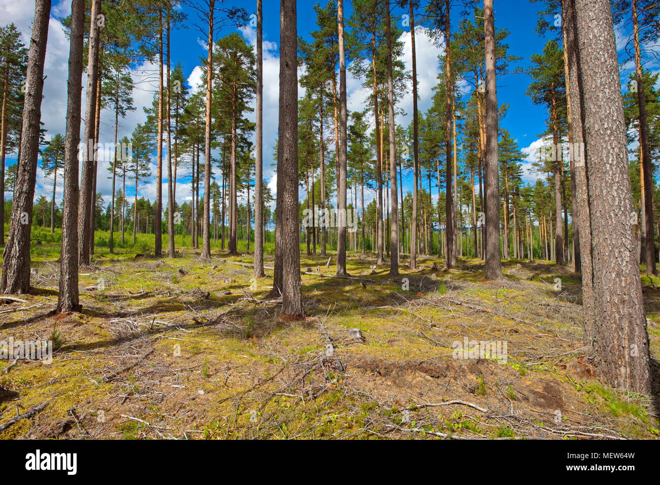 Forest wide shot hi-res stock photography and images - Alamy