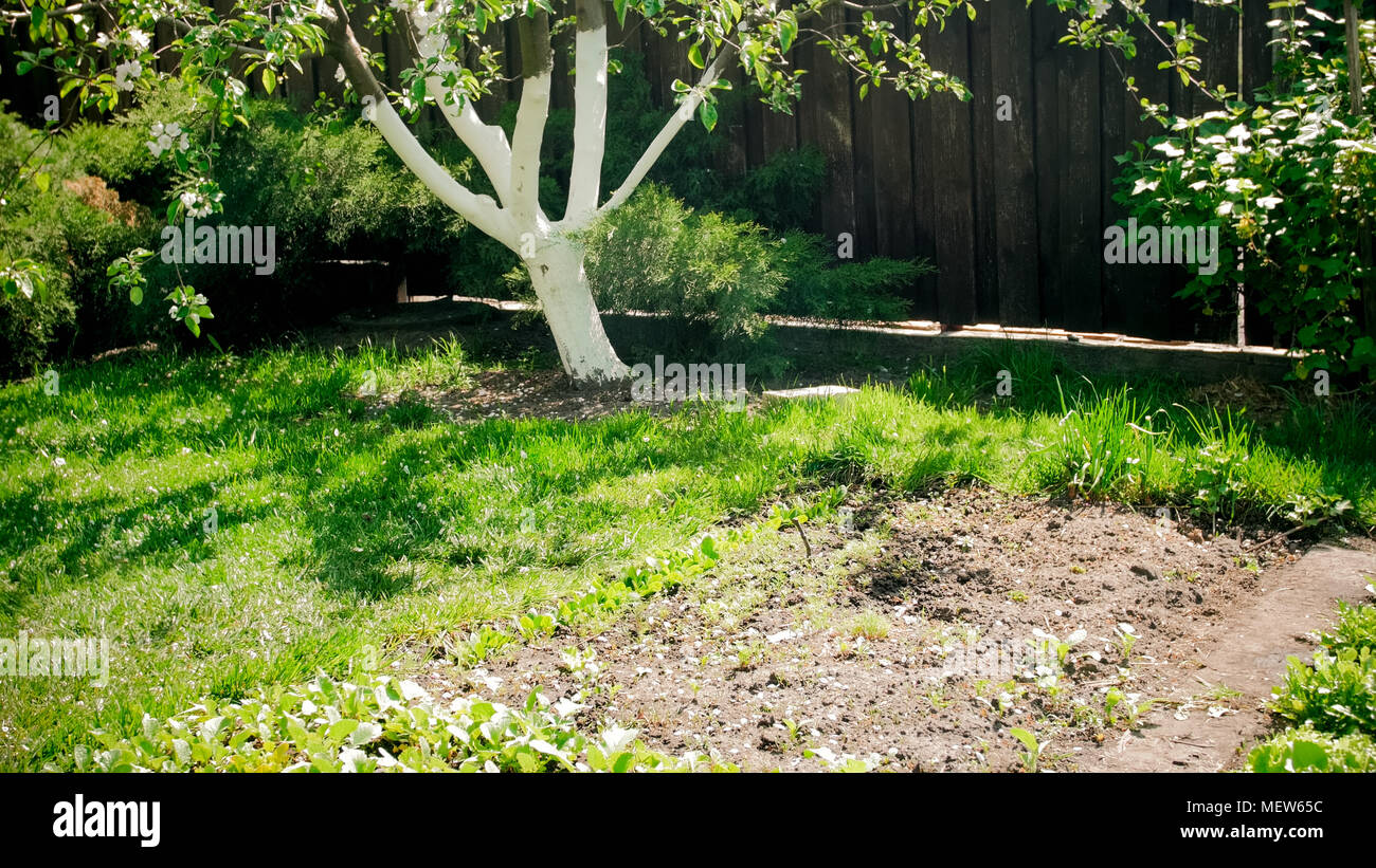 Image of beautiful backyard garden with fertile soil Stock Photo - Alamy