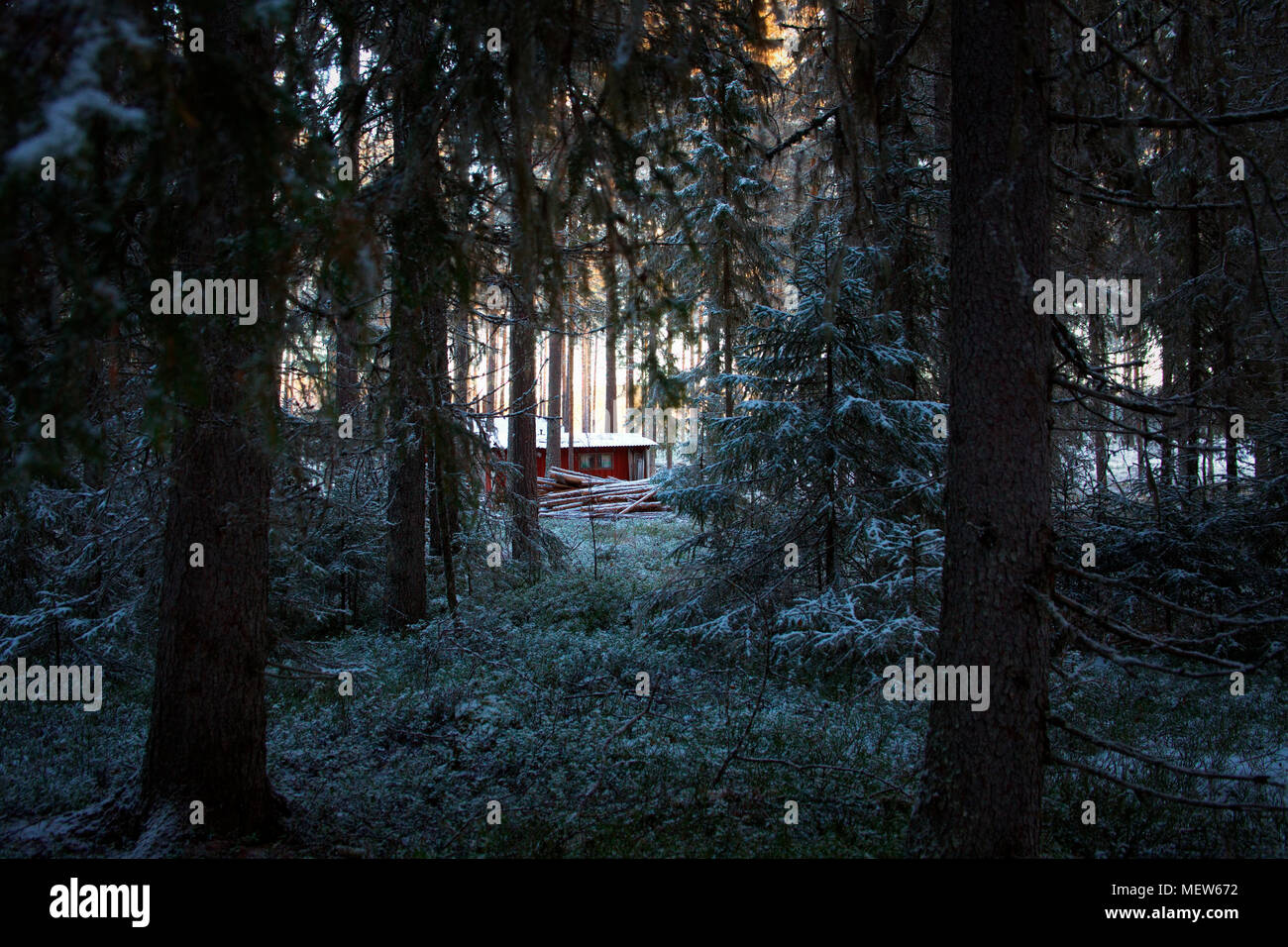 House behind a pine forest hi-res stock photography and images - Alamy