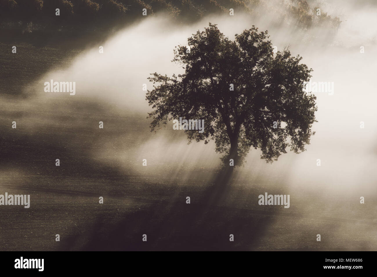 Single tree in the fog Stock Photo - Alamy