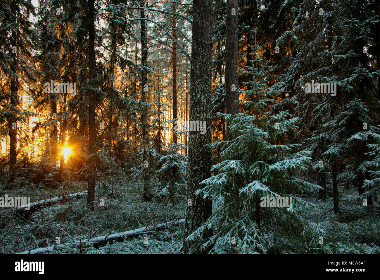 Winter sunset through trees hi-res stock photography and images - Alamy