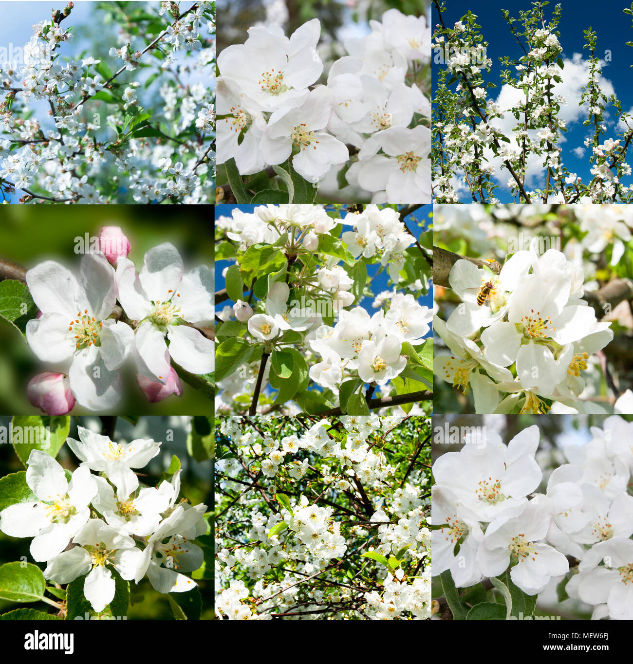 Collage of beautiful apple tree white flowers Stock Photo - Alamy