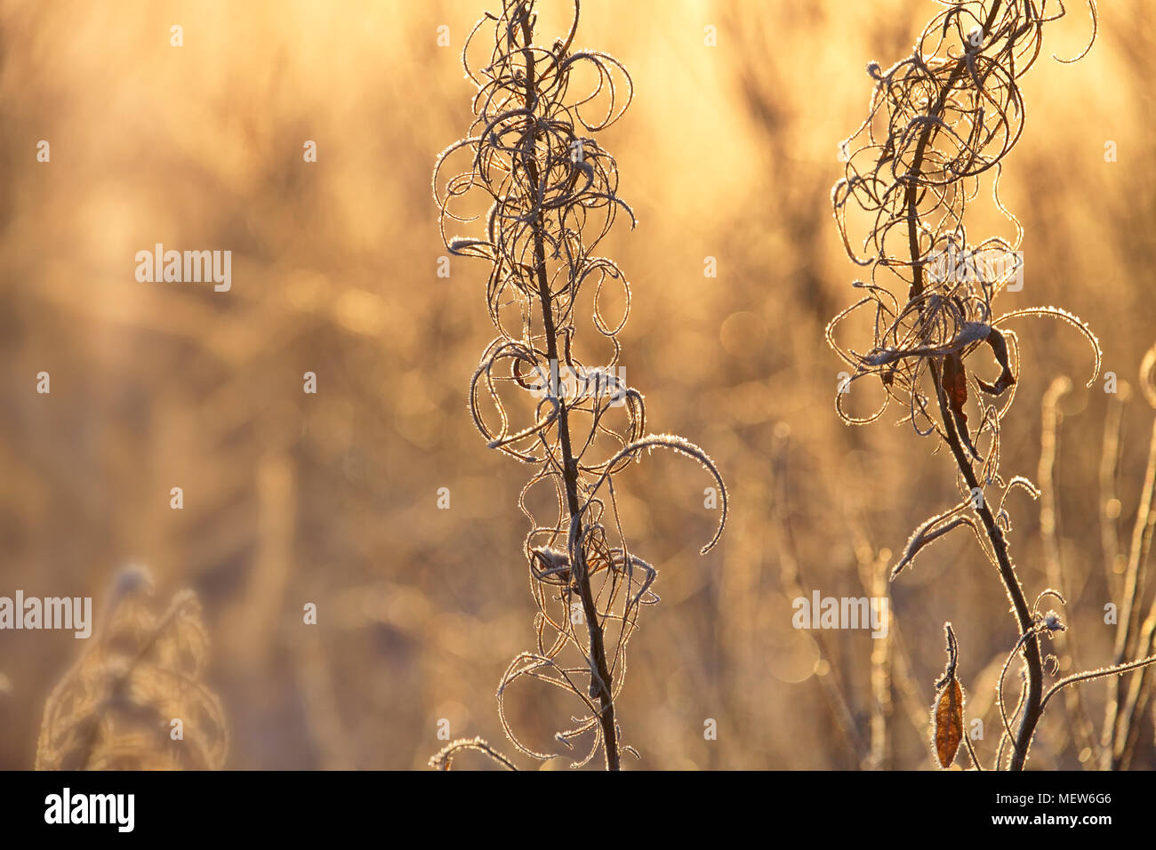 Frost covered withered stalks of fireweed are illuminated by the ...