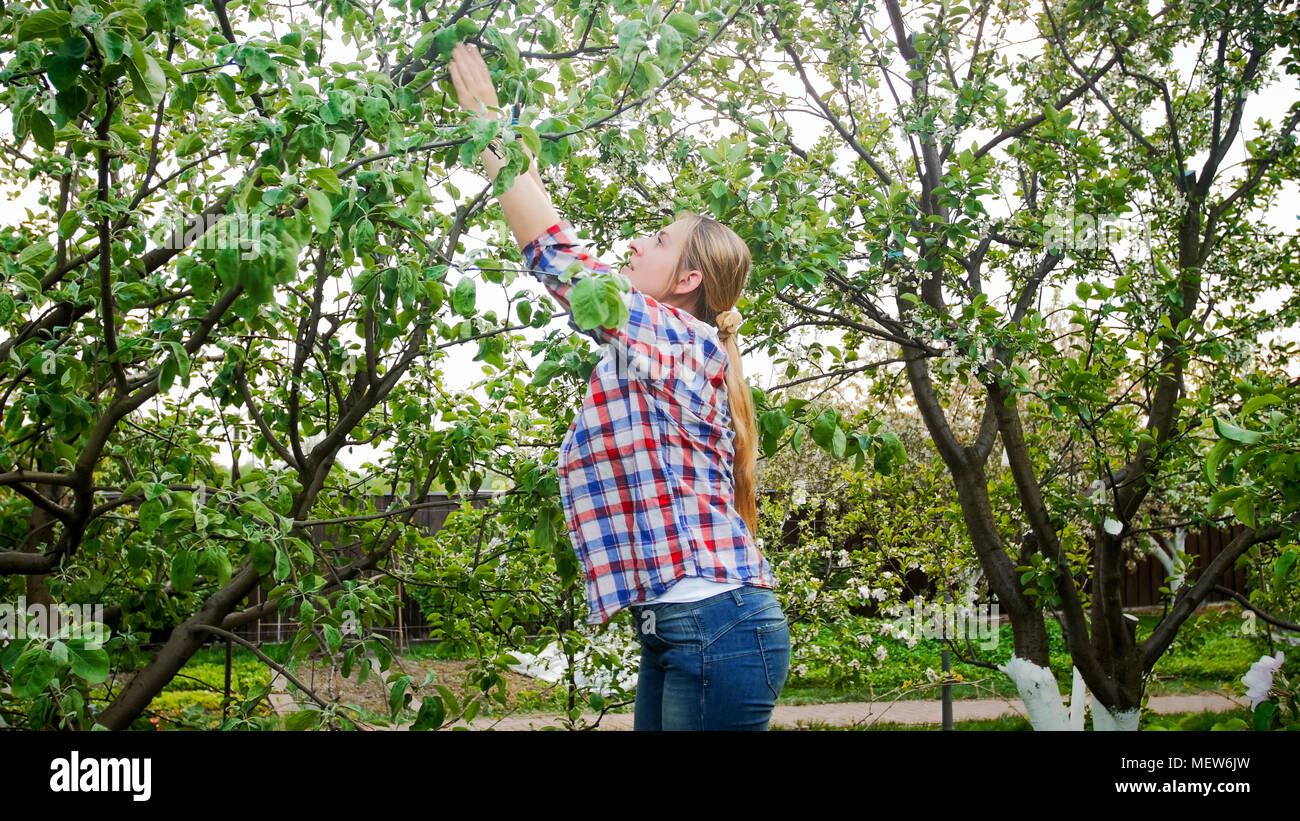 Beautiful young woman reaching to high branch on apple tree in orchard ...