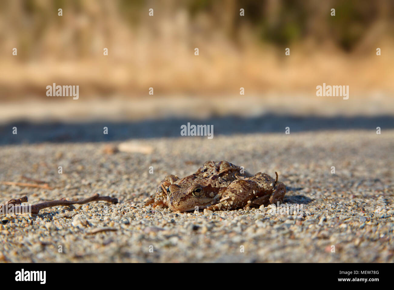 Toad in sand hi-res stock photography and images - Alamy