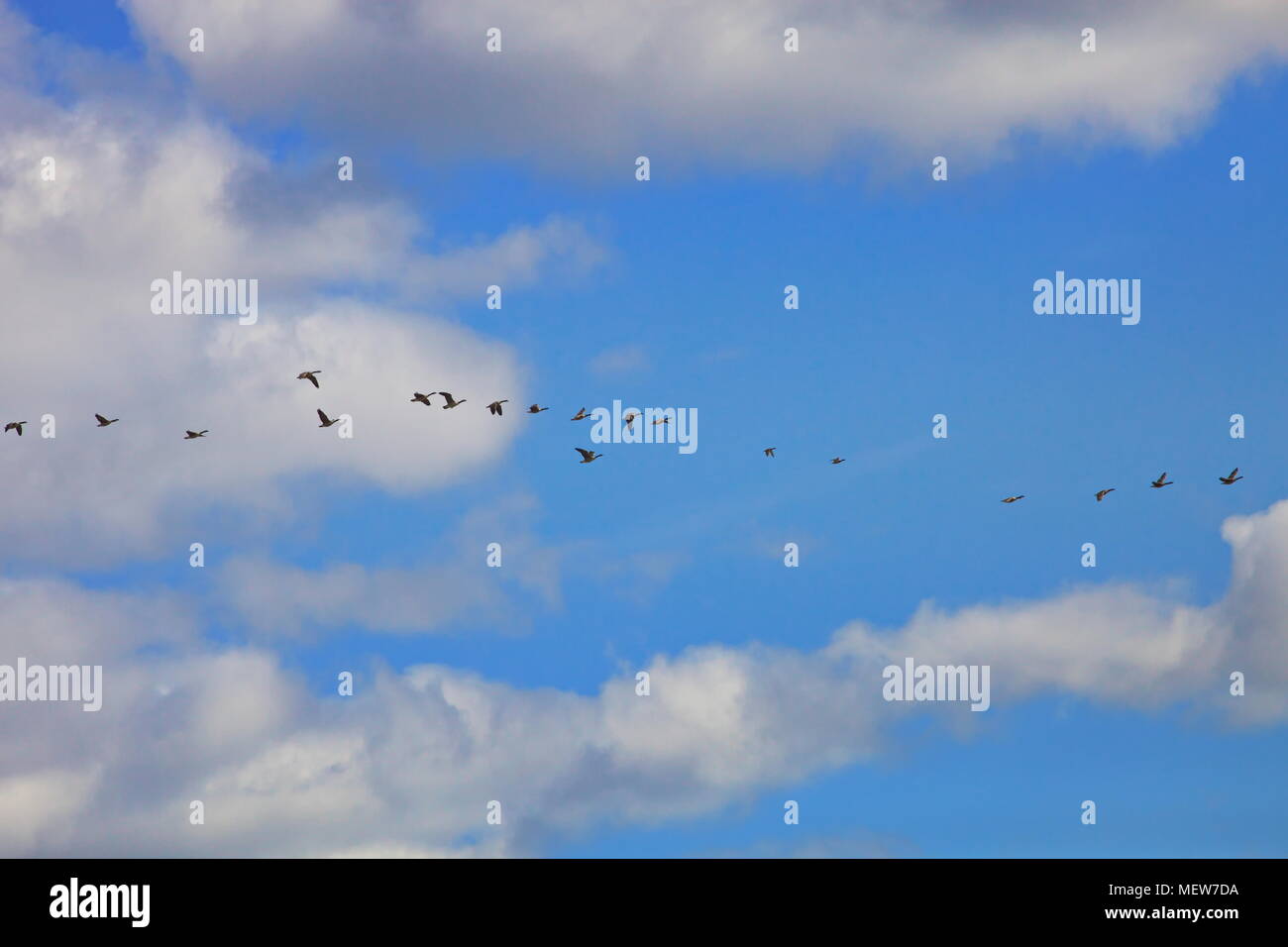 A flock of wild geese is flying in line one after another through a ...