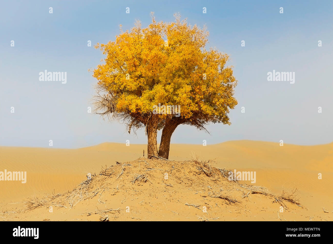 lonely tree in the taklamakan desert, china Stock Photo - Alamy