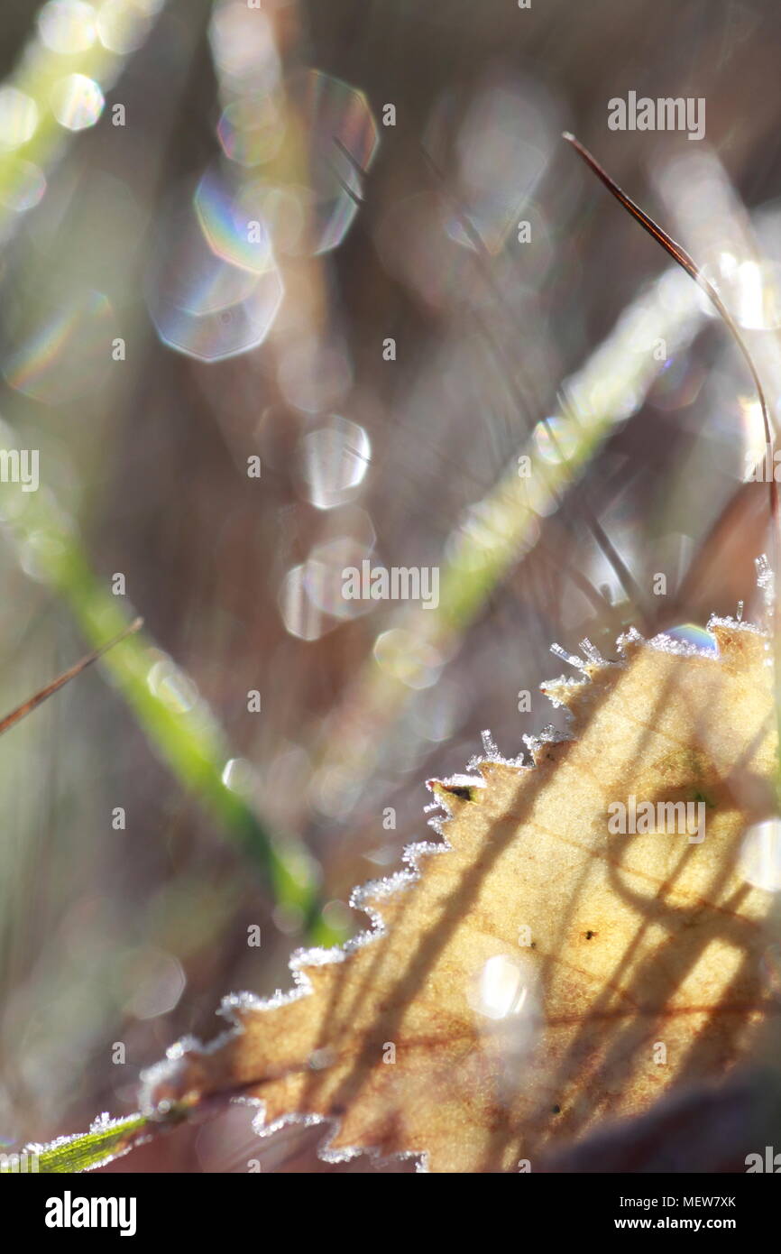 Frozen dew drops are glittering on grasses in the morning sun Stock Photo - Alamy