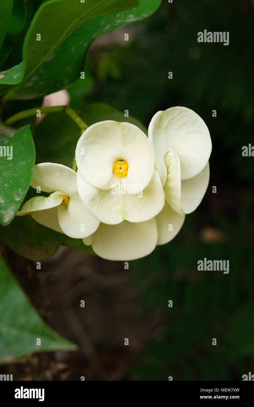 Poi background hi-res stock photography and images - Alamy