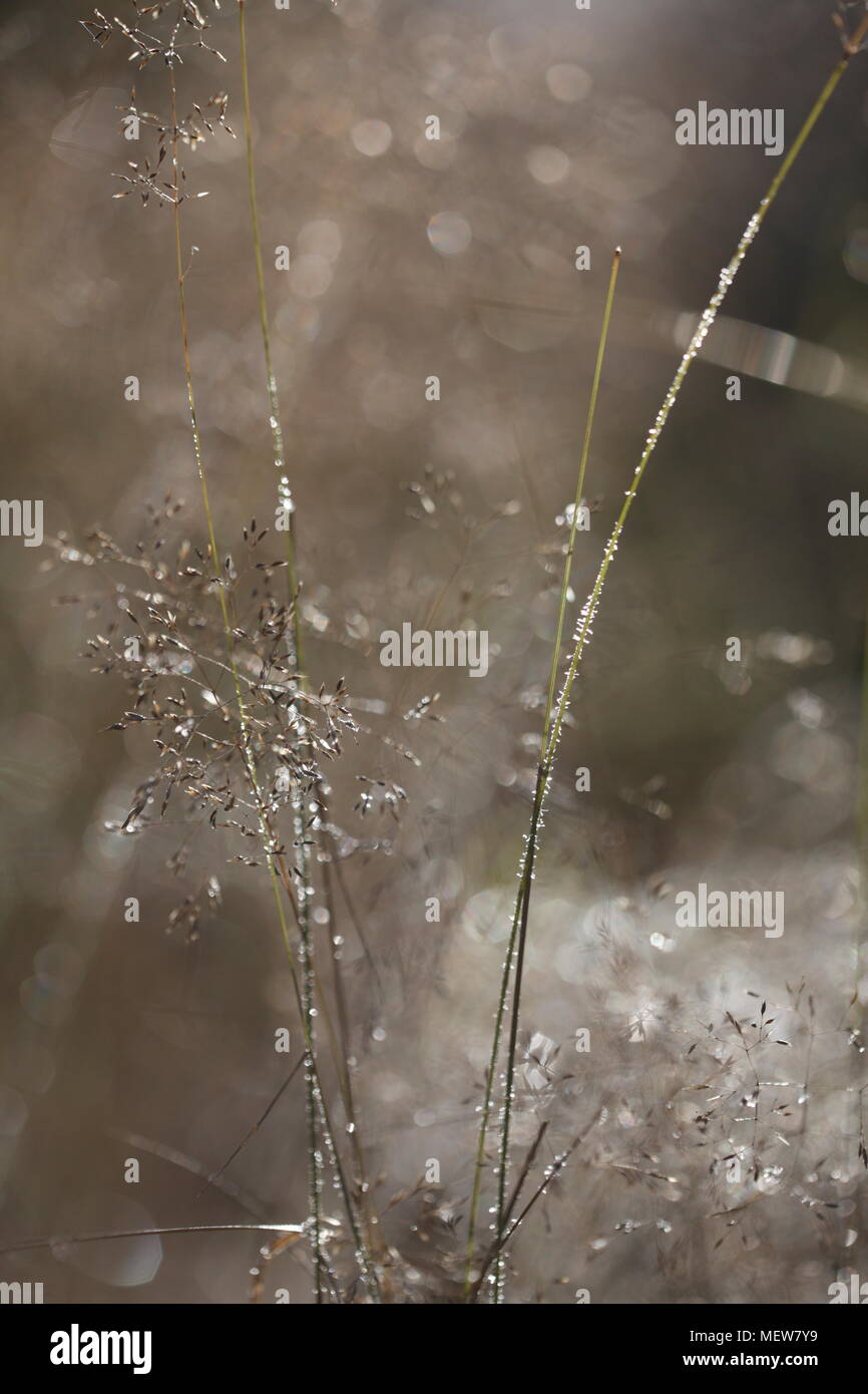 Frozen dew drops are glittering on grasses in the morning sun Stock ...