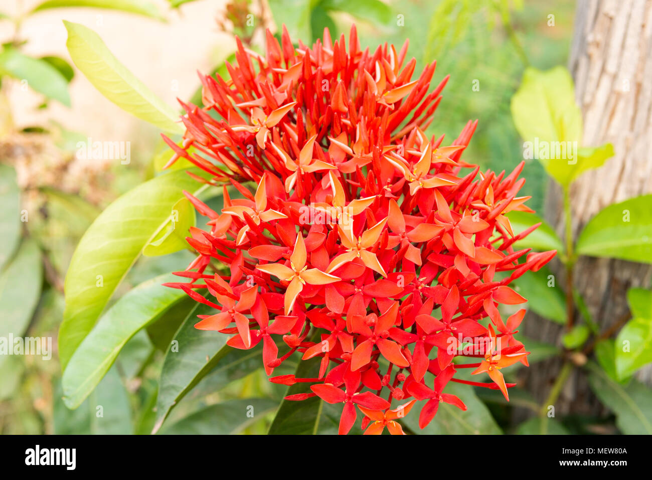 Red spike flower hi-res stock photography and images - Alamy