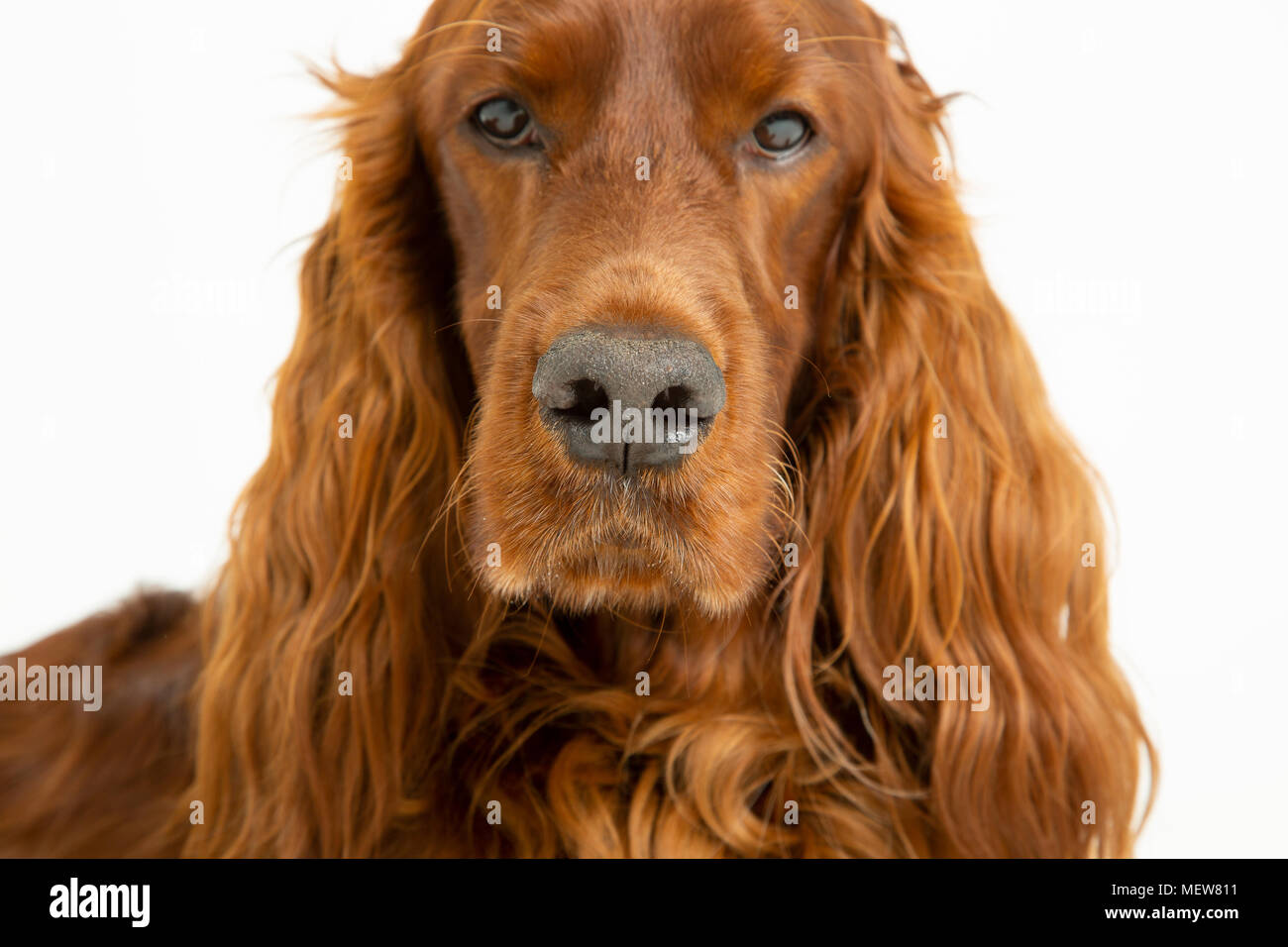 Irish red and white setter hi-res stock photography and images - Alamy