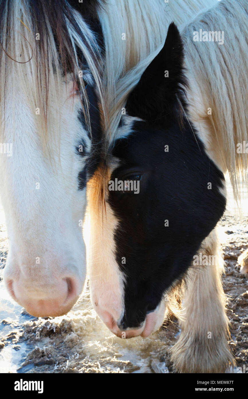 Coloured cob hi-res stock photography and images - Alamy