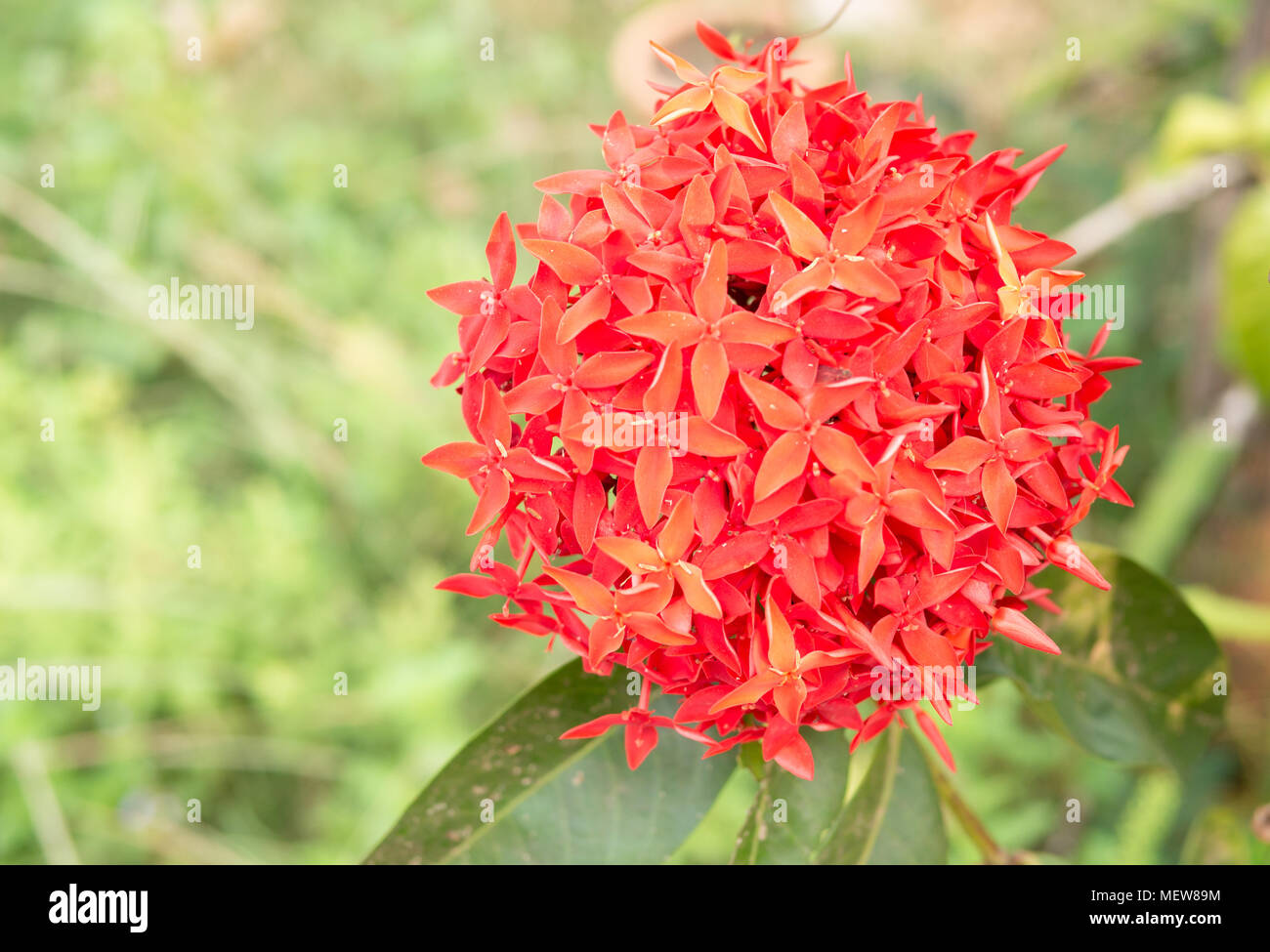 Spike flower hi-res stock photography and images - Alamy