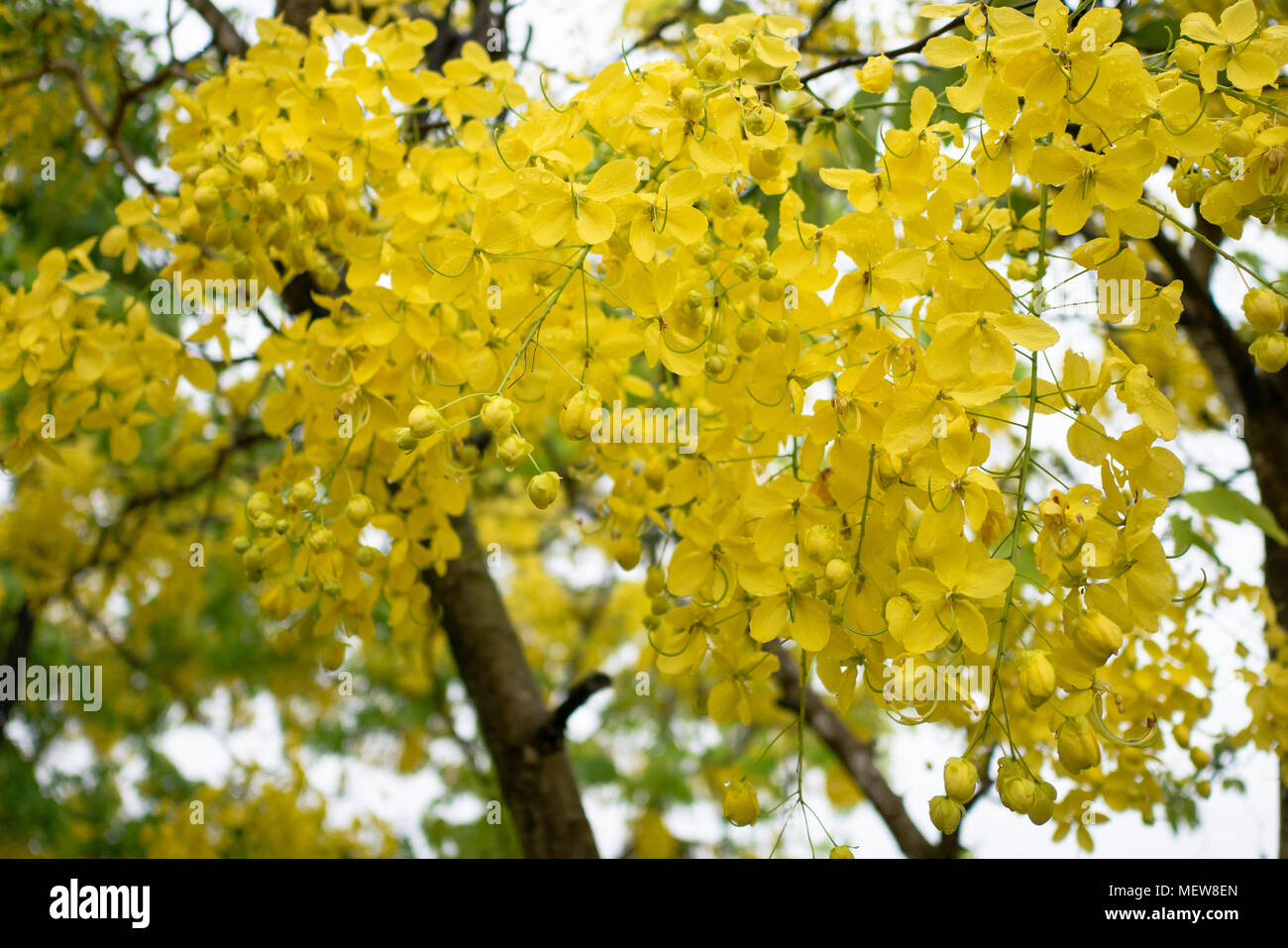 Full frem Multiply or Ratchaphruek flowers (Dok Koon) in Thailand ...