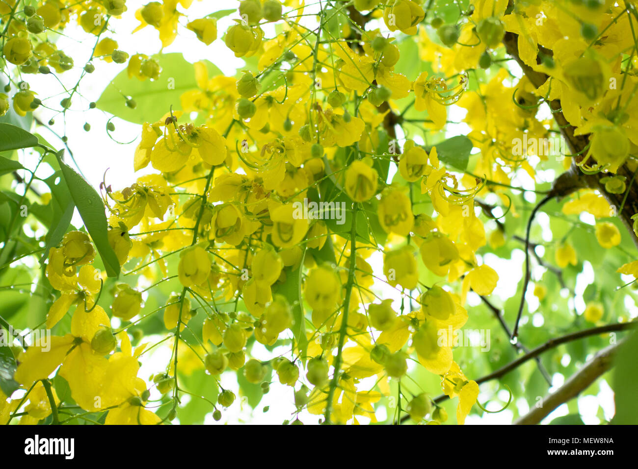 Multiply or Ratchaphruek flowers (Dok Koon) in Thailand usually bloom ...