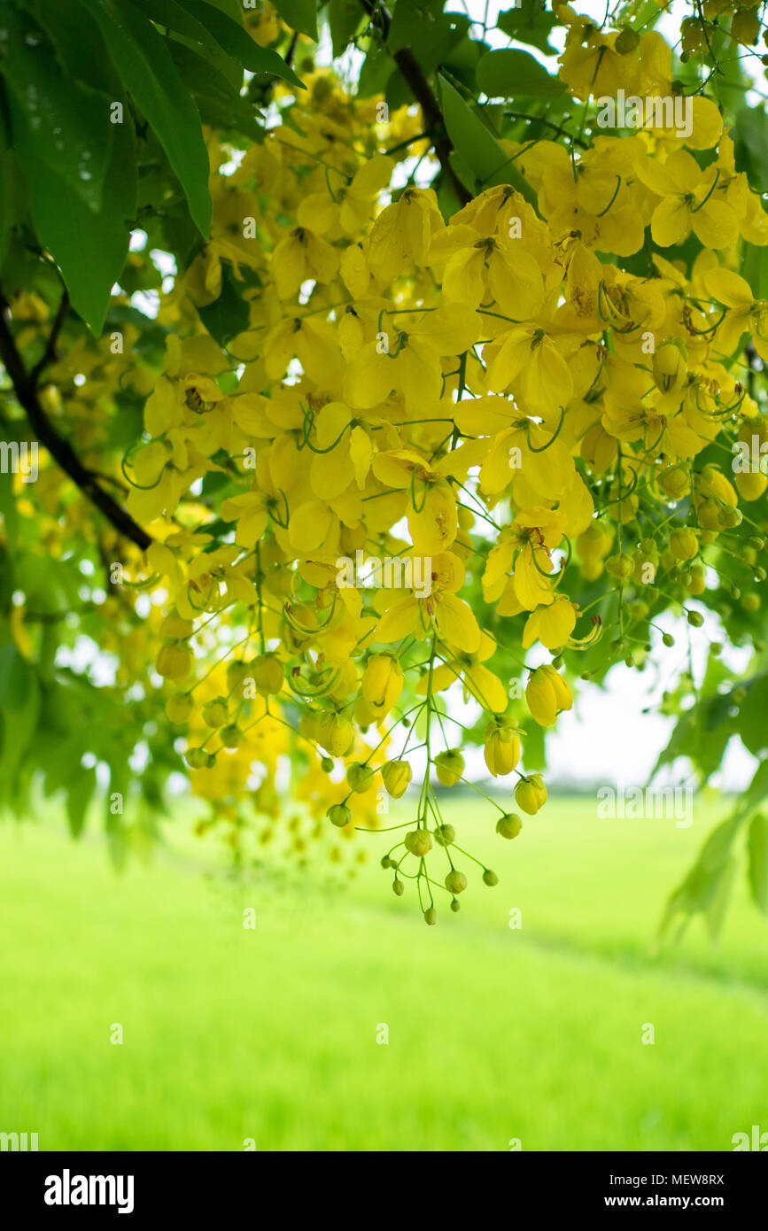 Ratchaphruek flower hi-res stock photography and images - Alamy