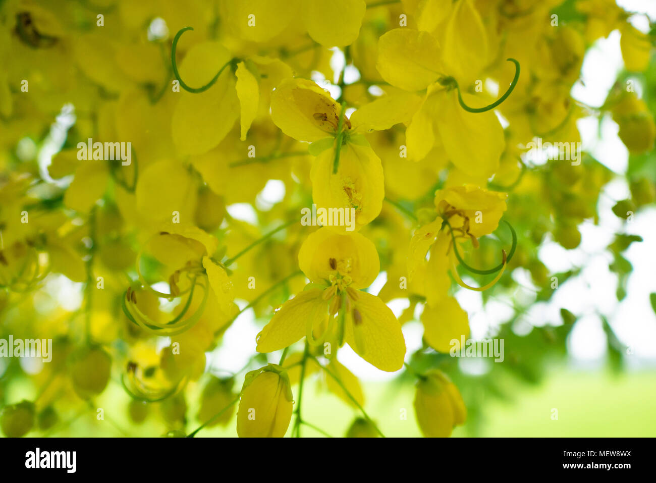 Multiply or Ratchaphruek flowers in Thailand usually bloom in the ...