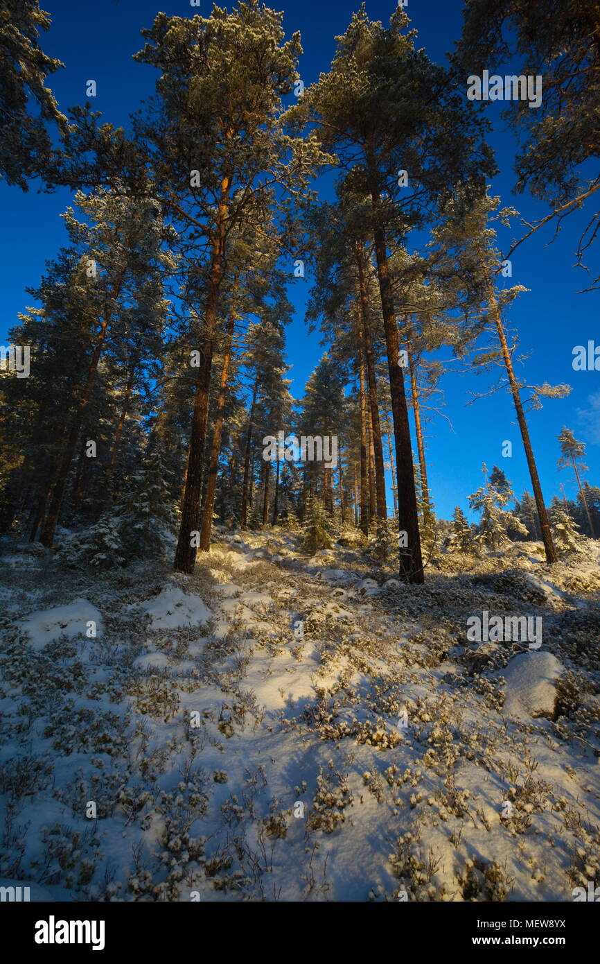 The low winter sun shines through tree trunks in a wintry forest Stock ...
