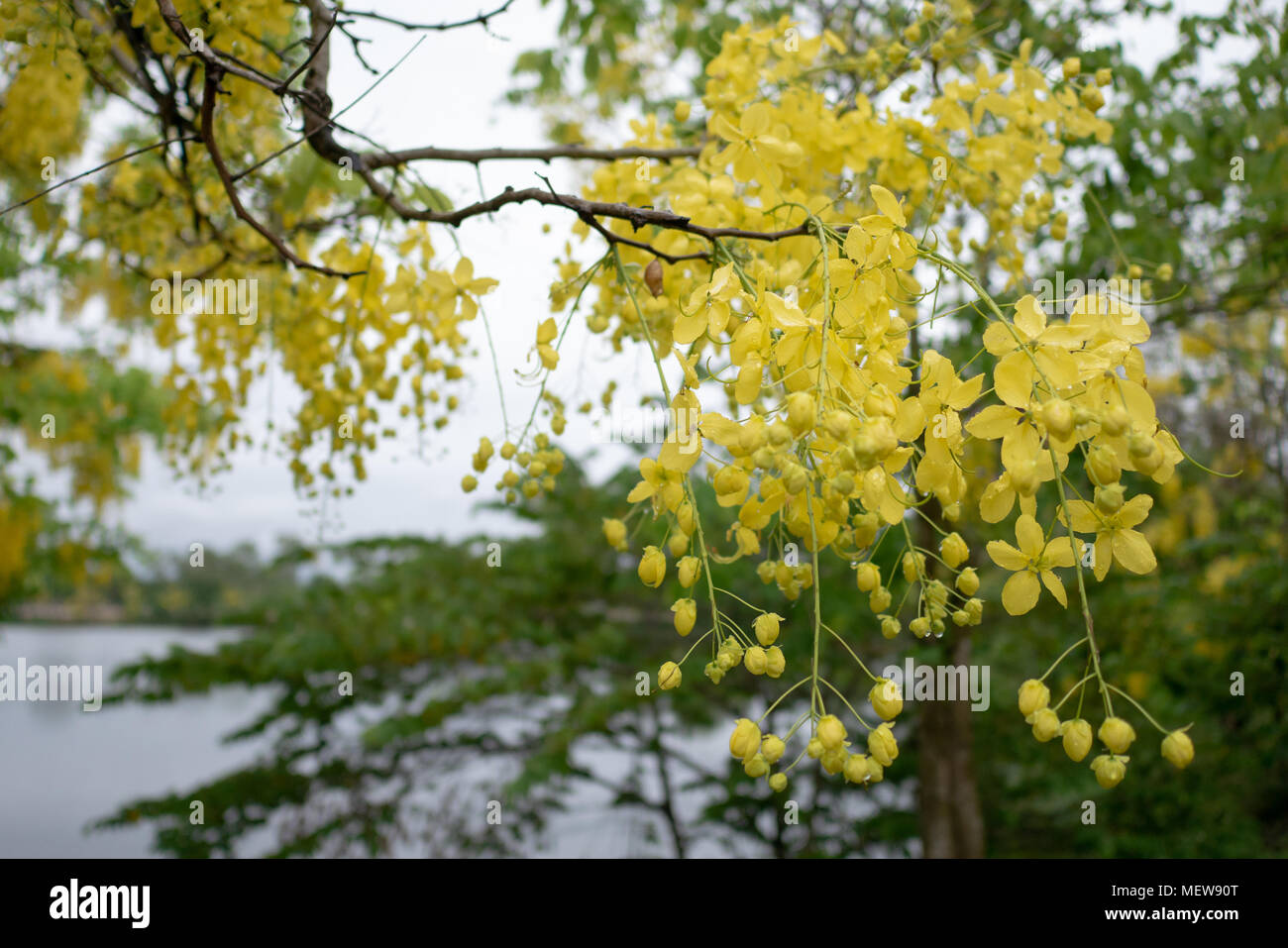 Multiply or Ratchaphruek flowers in Thailand usually bloom in the ...