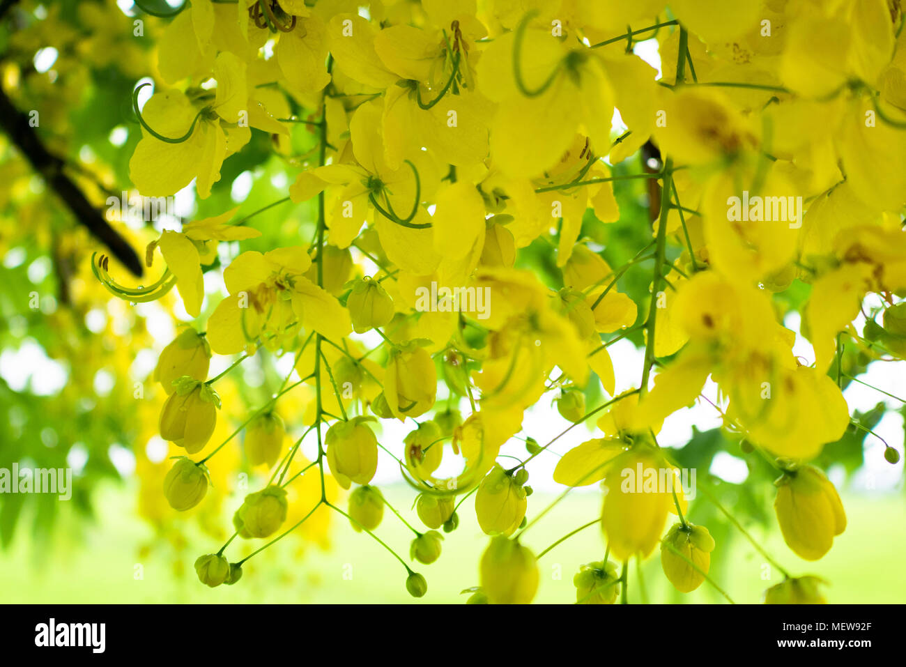 Multiply or Ratchaphruek flowers in Thailand usually bloom in the ...