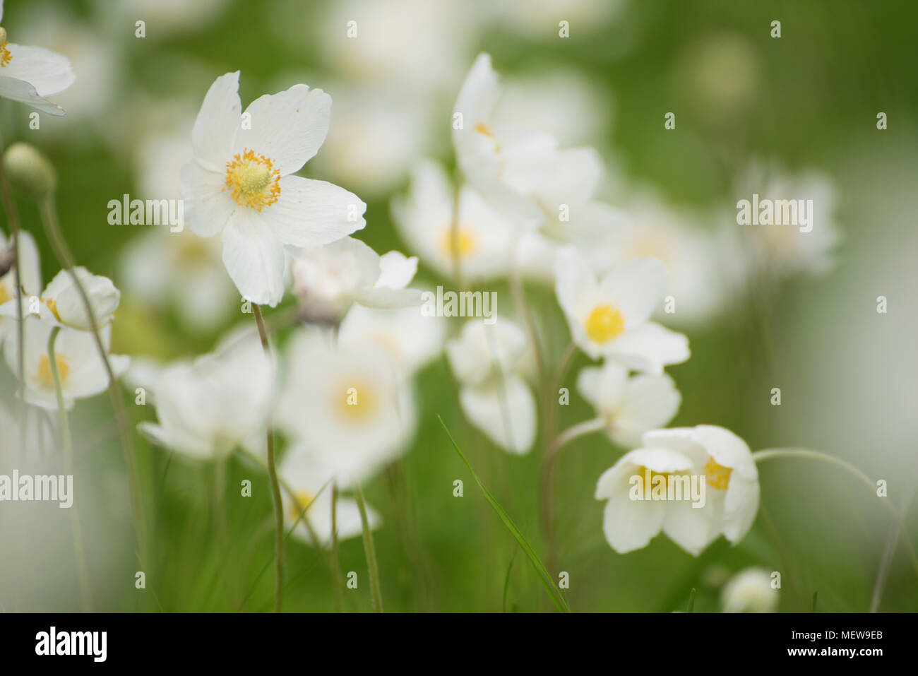 Beautiful white anemona flowers hi-res stock photography and images - Alamy