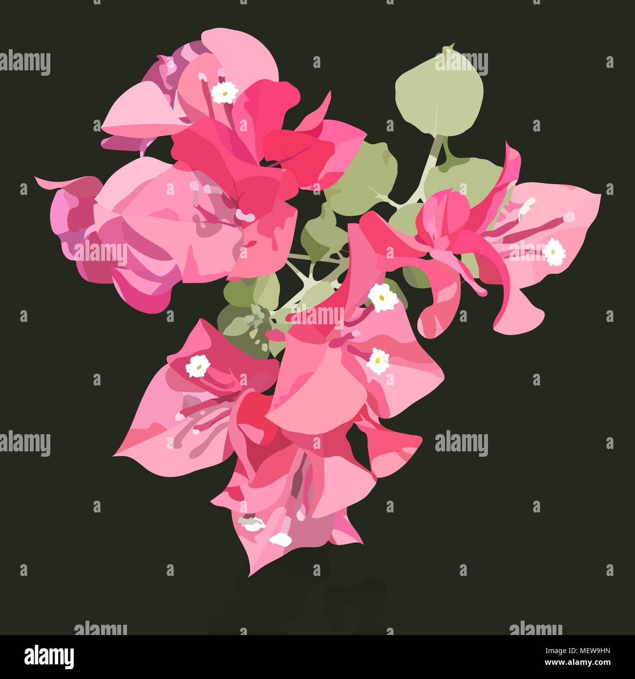 Bougainvillea flower Stock Vector Images - Alamy