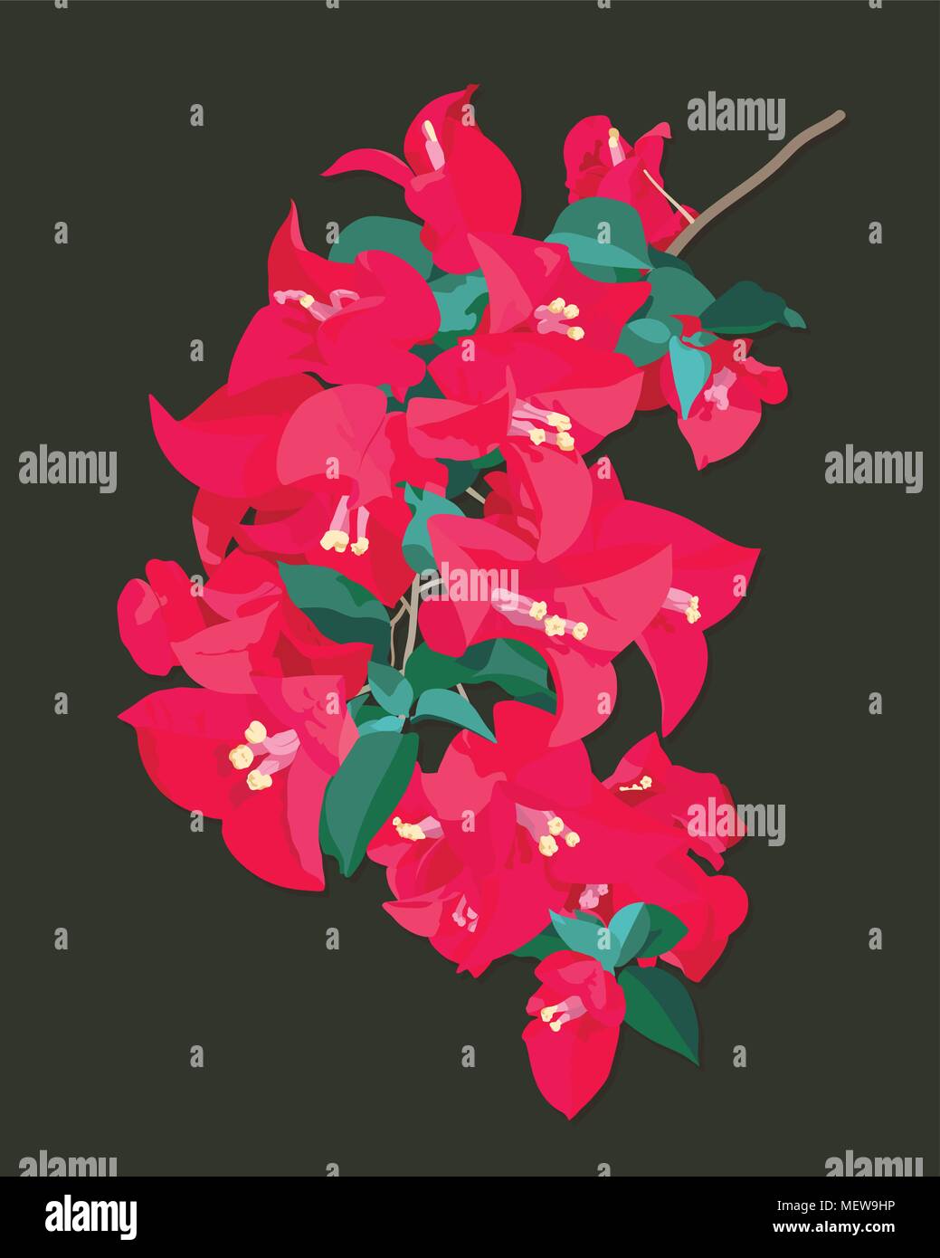 Bougainvillea flower Stock Vector Images - Alamy