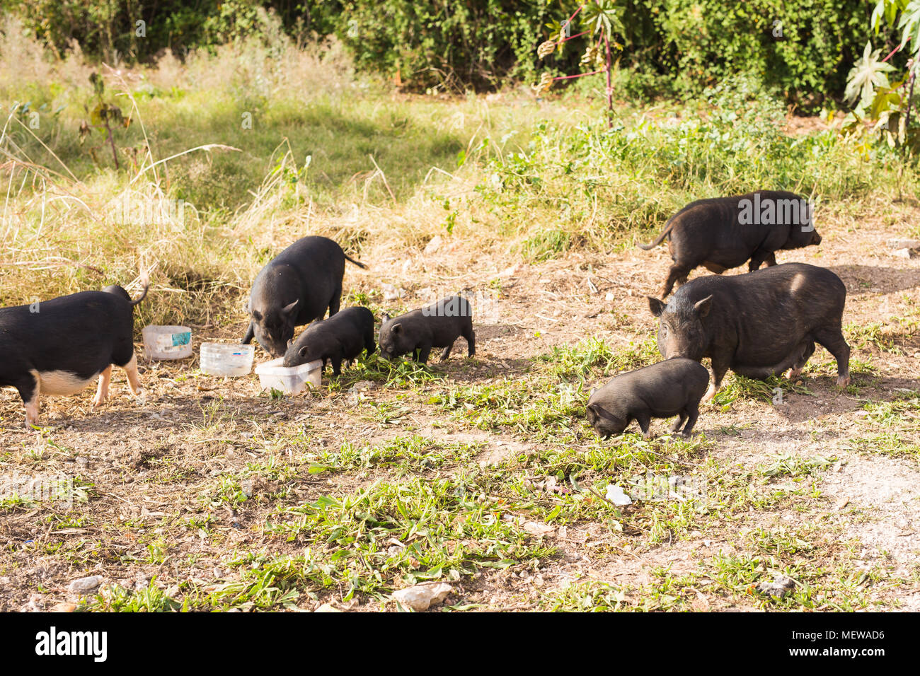 Baby wild pigs Stock Photo - Alamy
