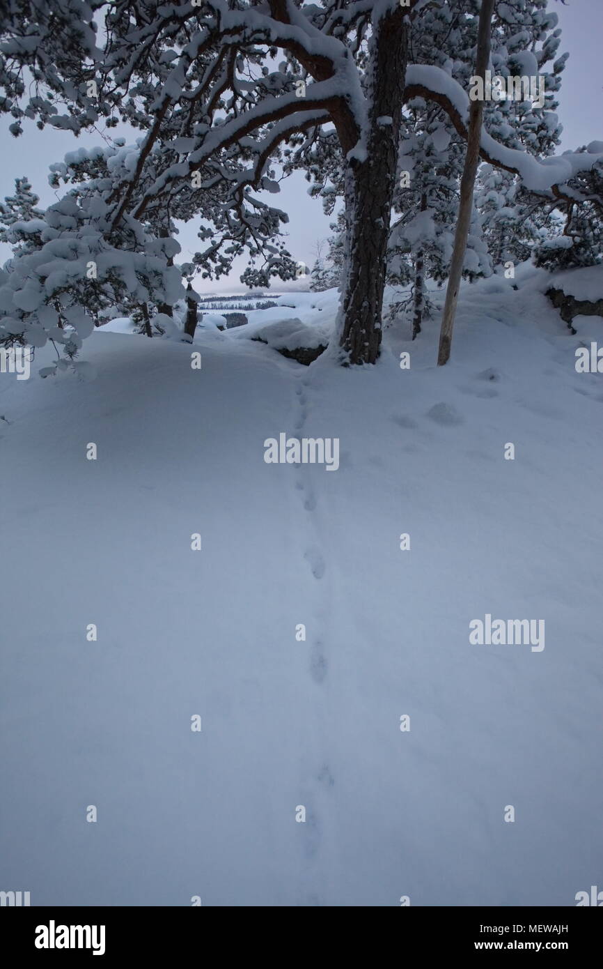 Fox track in snow hi-res stock photography and images - Alamy