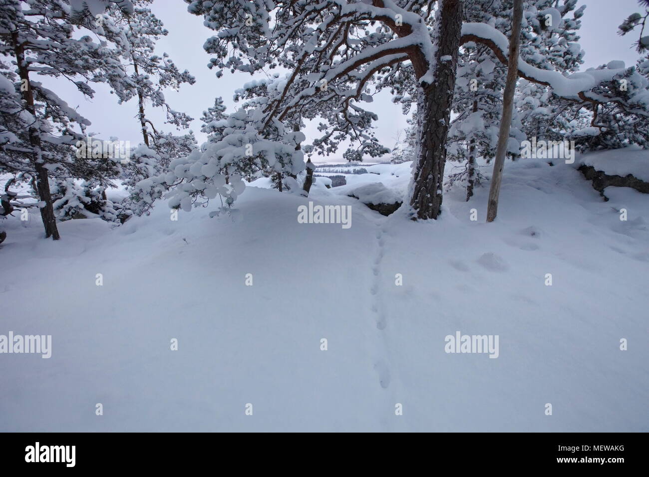 Fox track in snow hi-res stock photography and images - Alamy