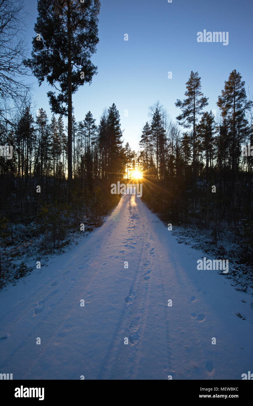 Thin snow covers a forest lane at sunset Stock Photo - Alamy