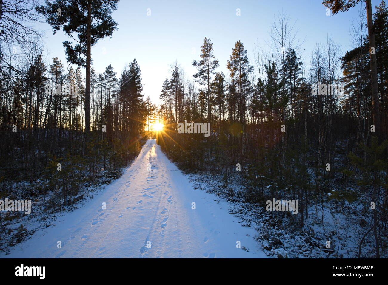 Thin snow covers a forest lane at sunset Stock Photo - Alamy