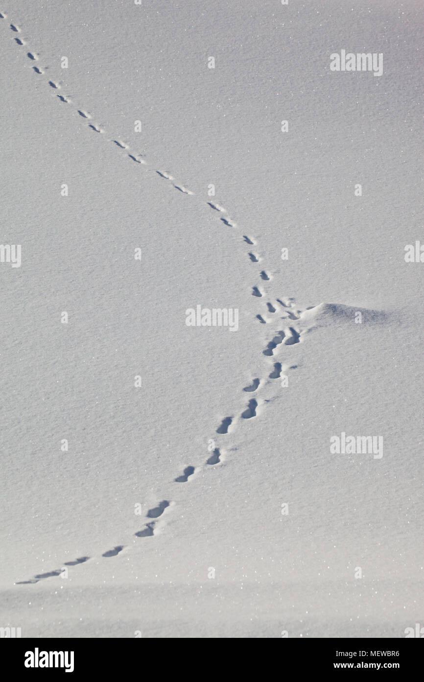 Fox tracks are leading over a snow covered lake on a sunny winter day ...