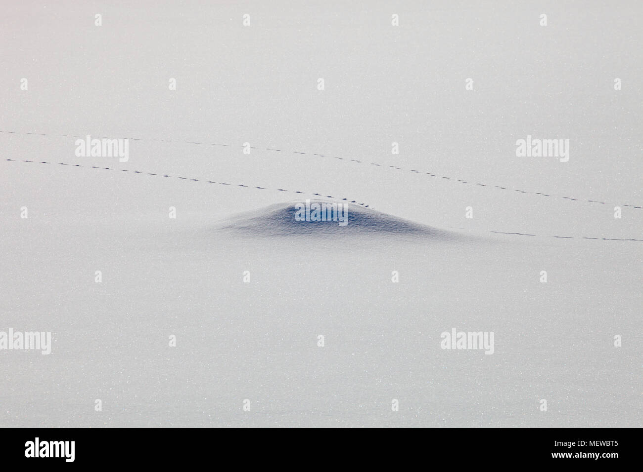 Fox tracks in snow hi-res stock photography and images - Alamy