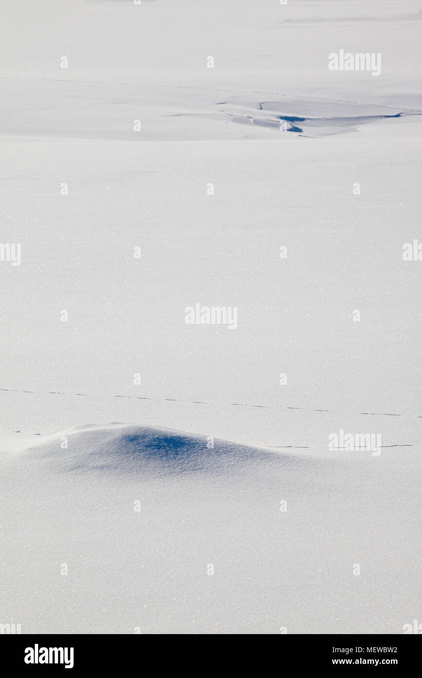 Fox tracks in snow hi-res stock photography and images - Alamy