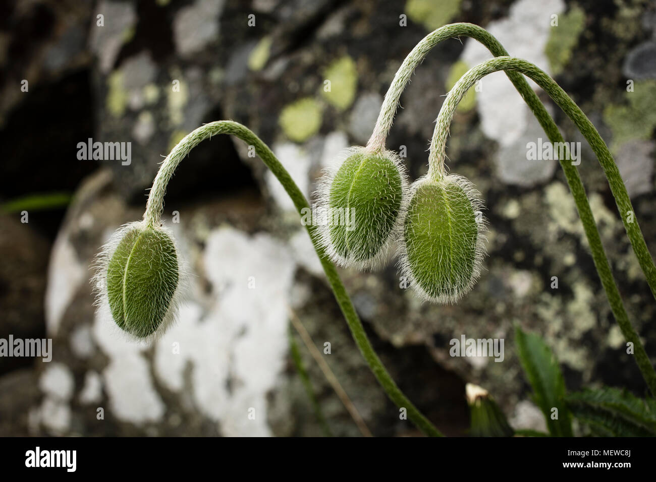 Common poppy buds Stock Photo - Alamy